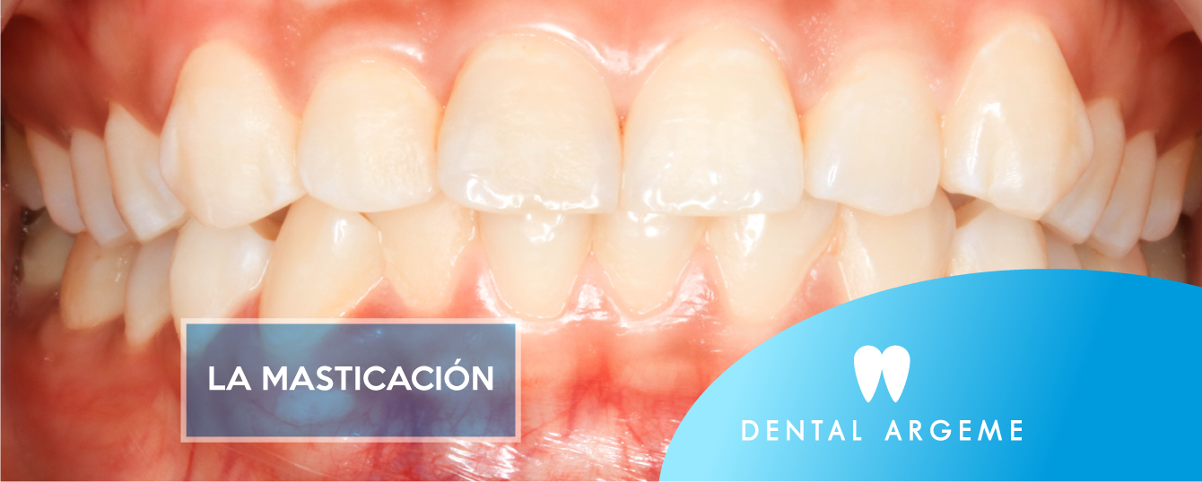 LA MASTICACIÓN - Clinica Dental Argeme